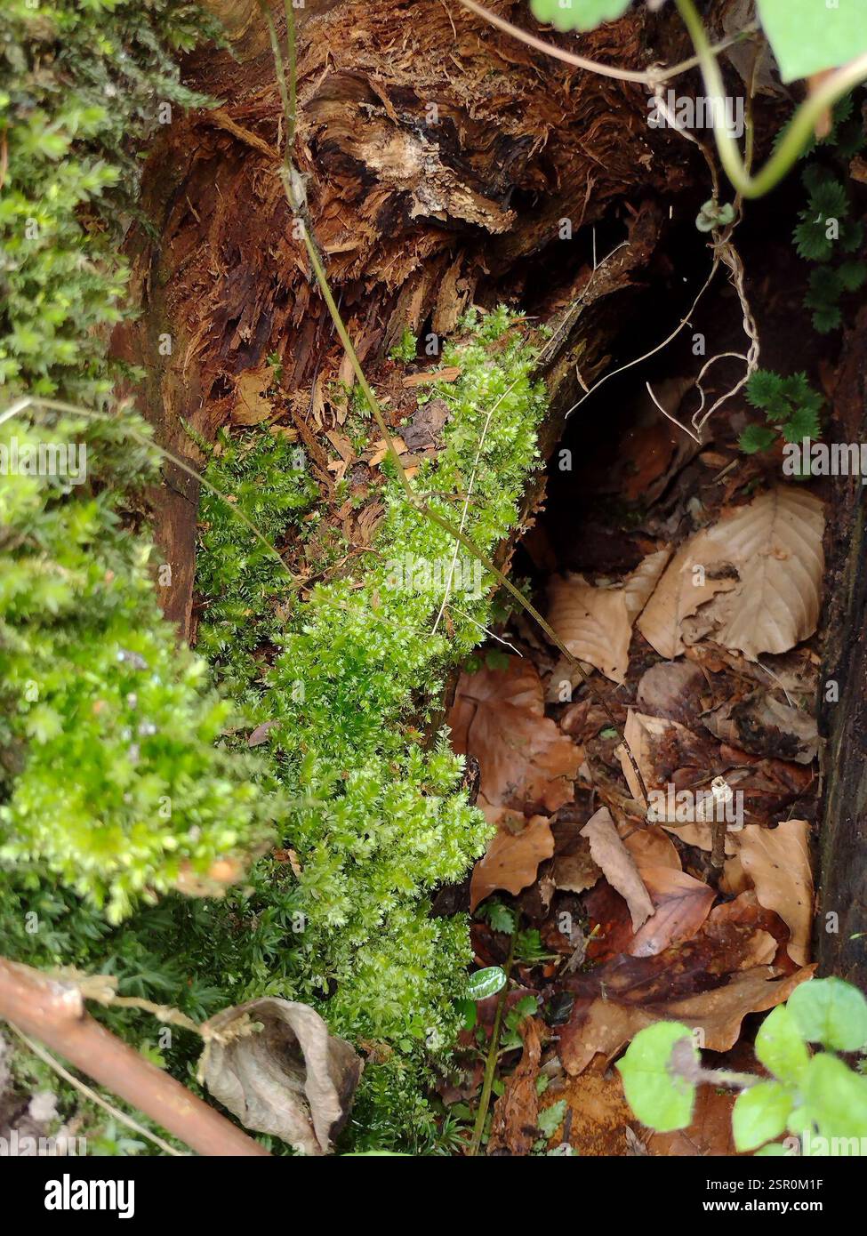 Toothed Plagiothecium Moss (Plagiothecium denticulatum), Plantae ...
