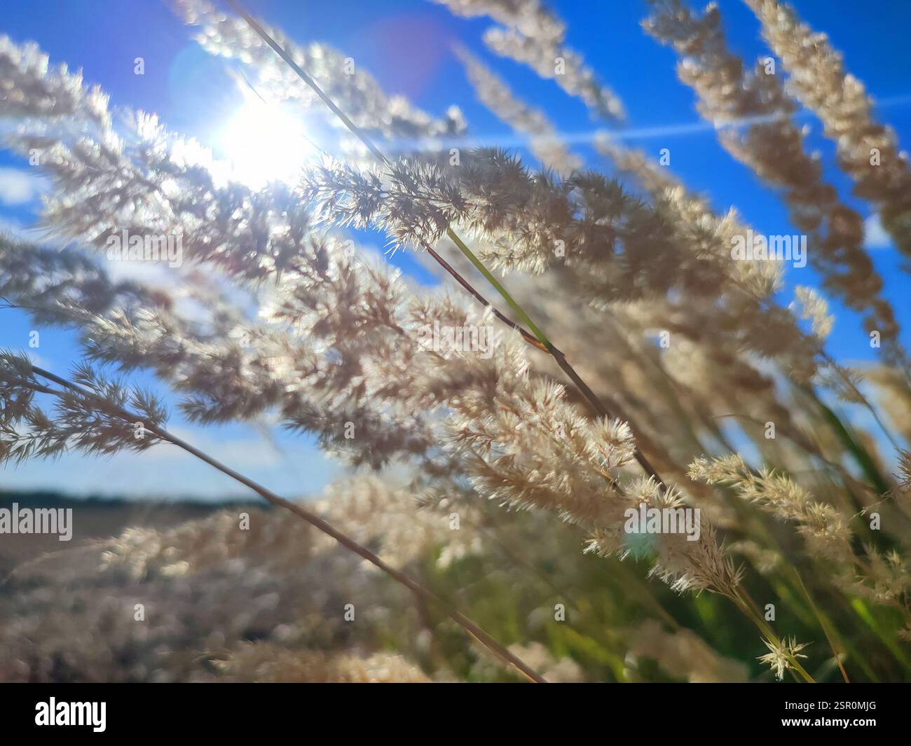 Many stems dry feather hi-res stock photography and images - Alamy