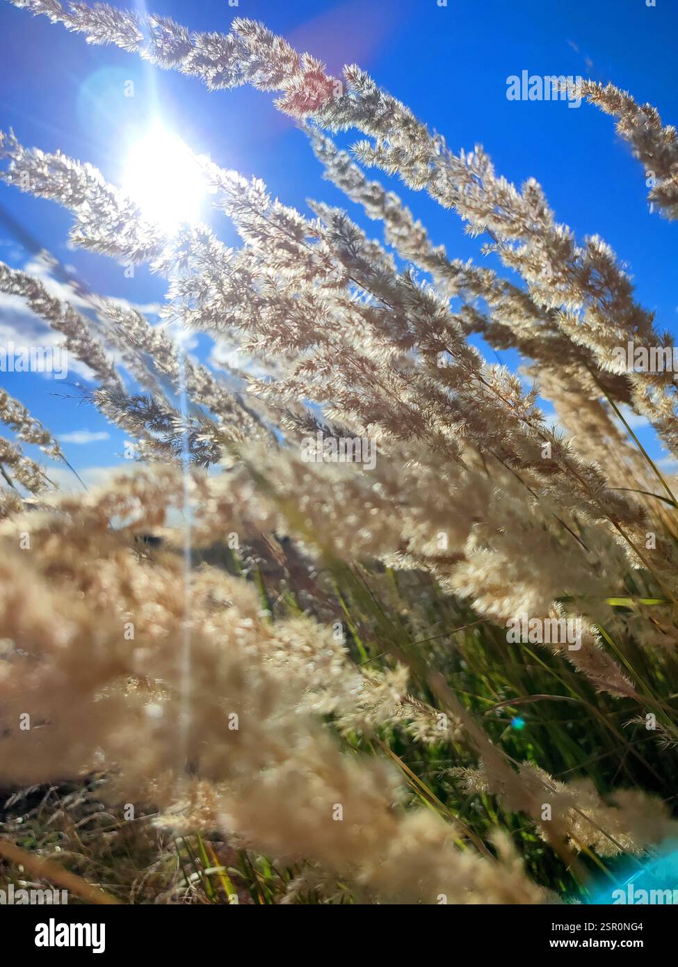 Stems dry feather grass flowers swaying in wind on background of blue ...