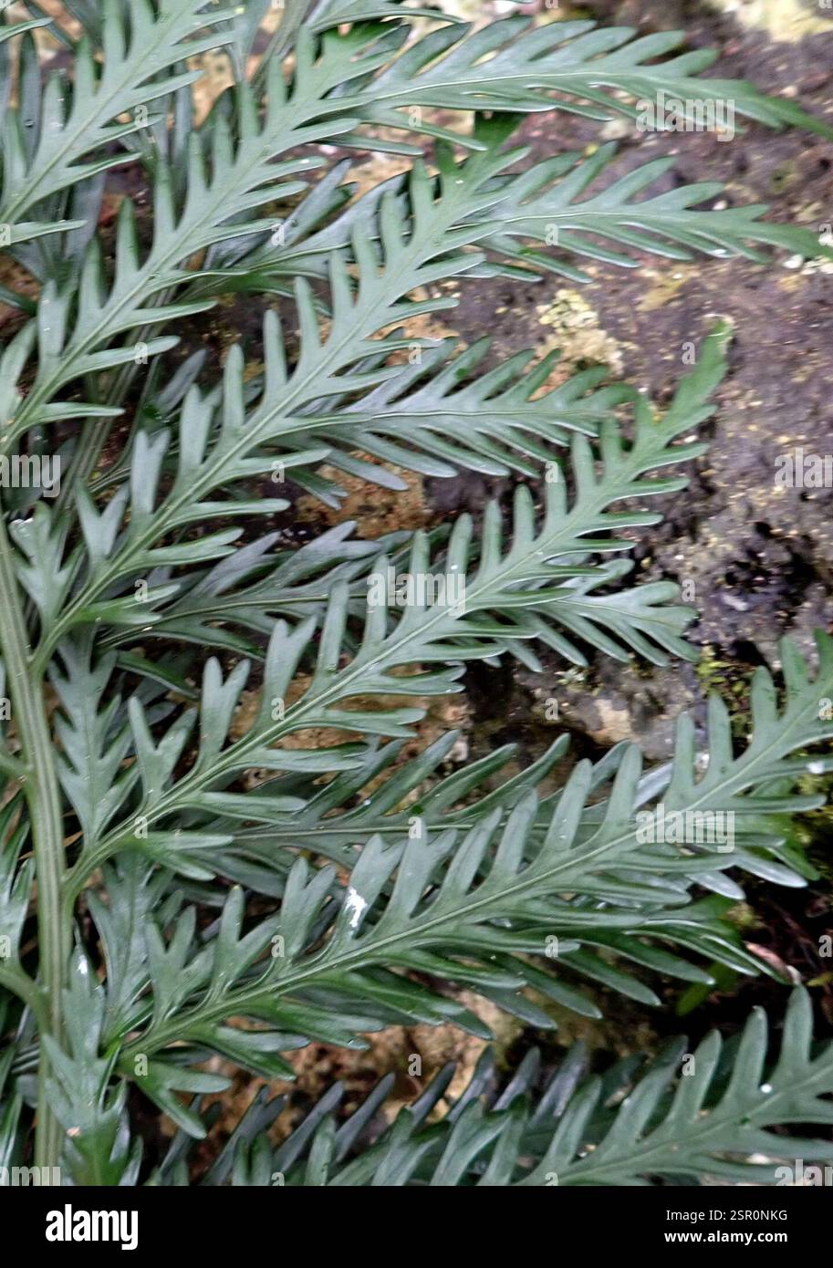 (Asplenium chathamense × lyallii), Plantae, Chatham Islands, Rekohu ...