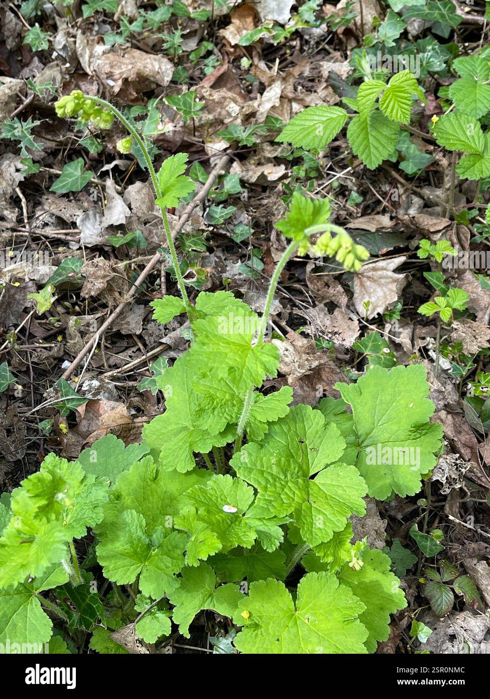 fringe cups (Tellima grandiflora), Plantae, Rimrose Valley Country Park ...
