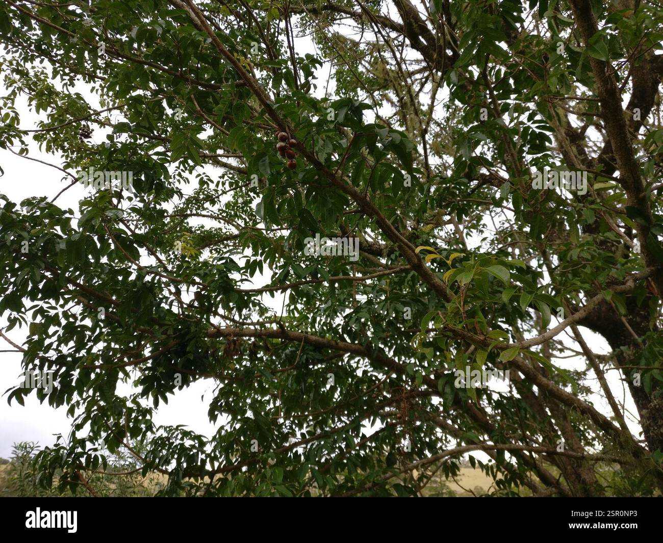 deep yellow wood (Rhodosphaera rhodanthema), Plantae, New South Wales ...
