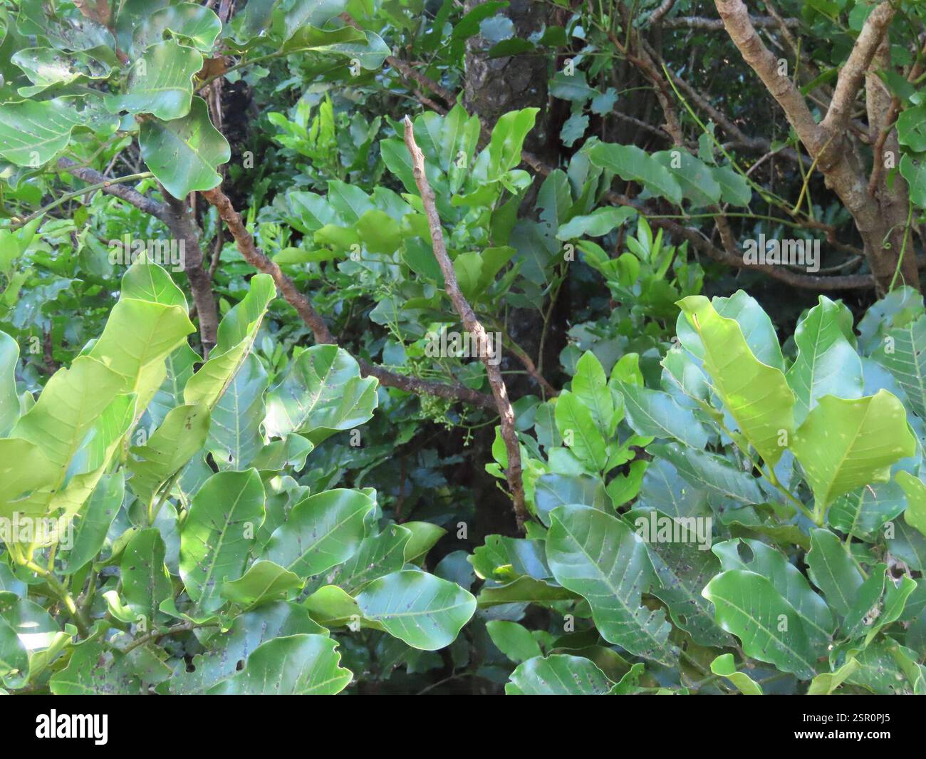 Kohekohe (Didymocheton spectabilis), Plantae, 19 Thatcher Crescent ...