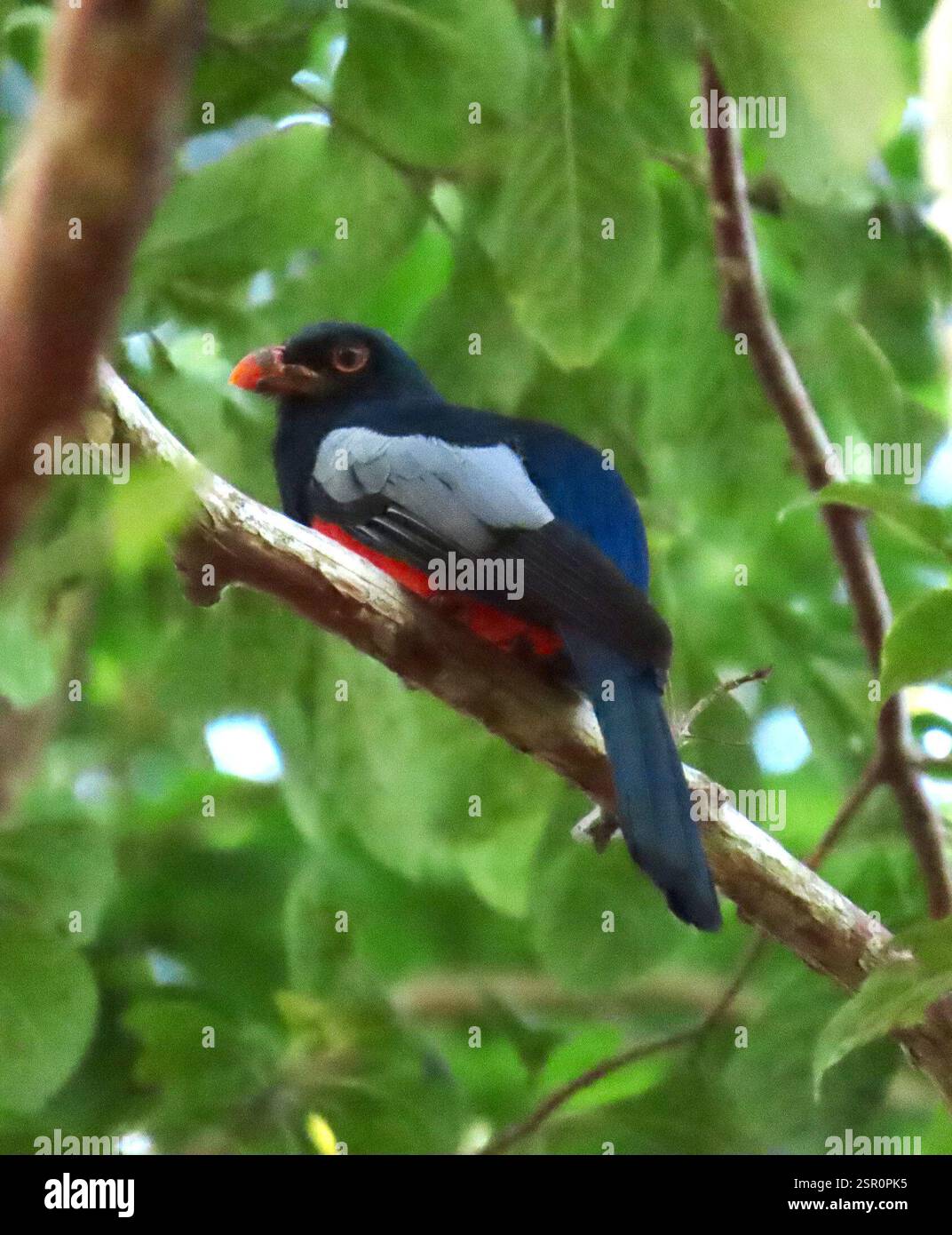 Slaty-tailed Trogon (Trogon massena), Aves, Darien, PA, Black-tailed ...