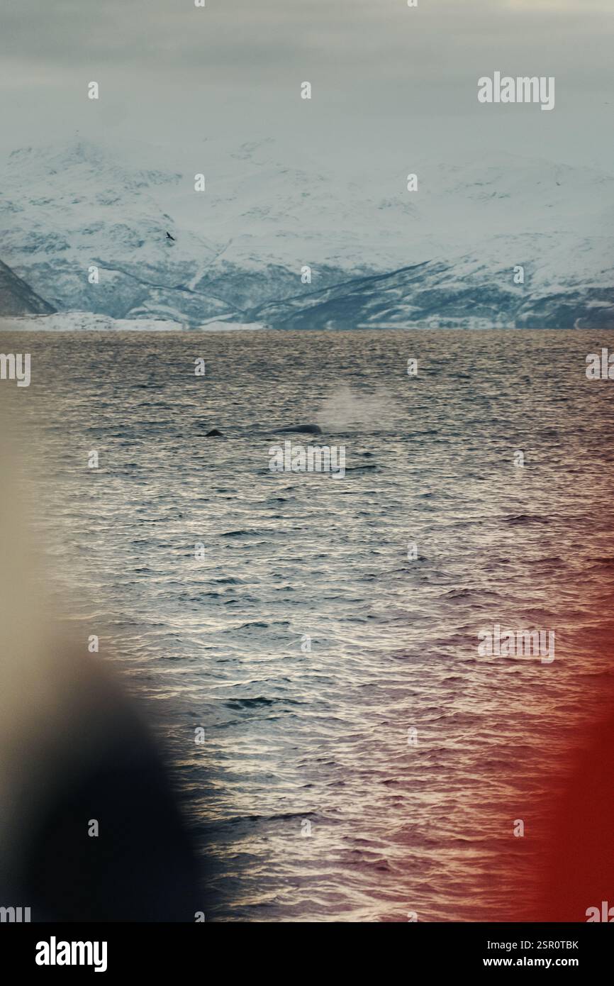 Sperm whale in the arctic ocean spouting air, in the Lyngen Alps ...
