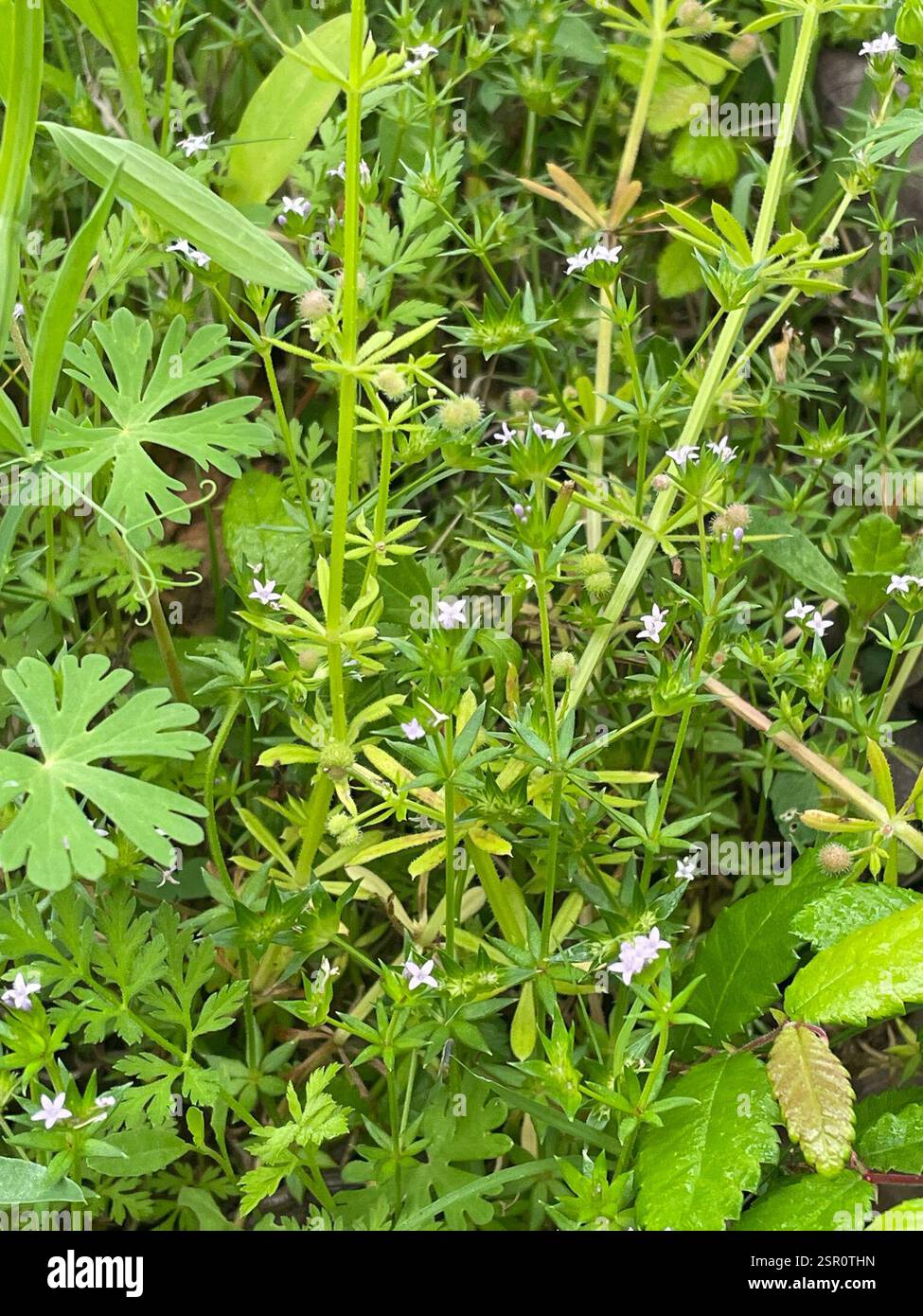 Field madder (Sherardia arvensis), Plantae, The University of Texas at ...