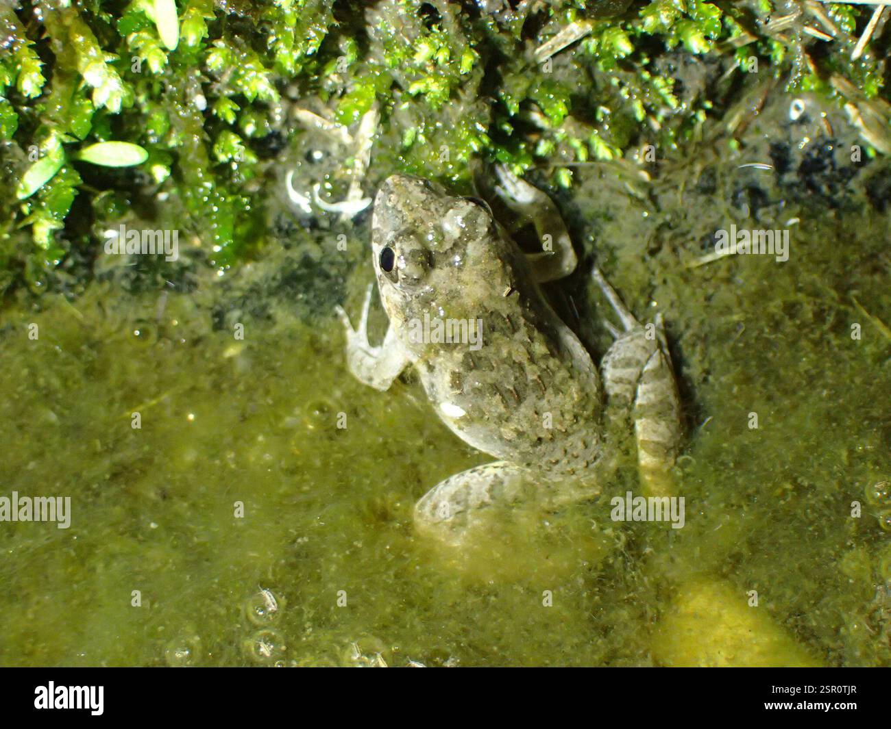 Rice field frog (Fejervarya kawamurai), Amphibia, Japan Stock Photo - Alamy