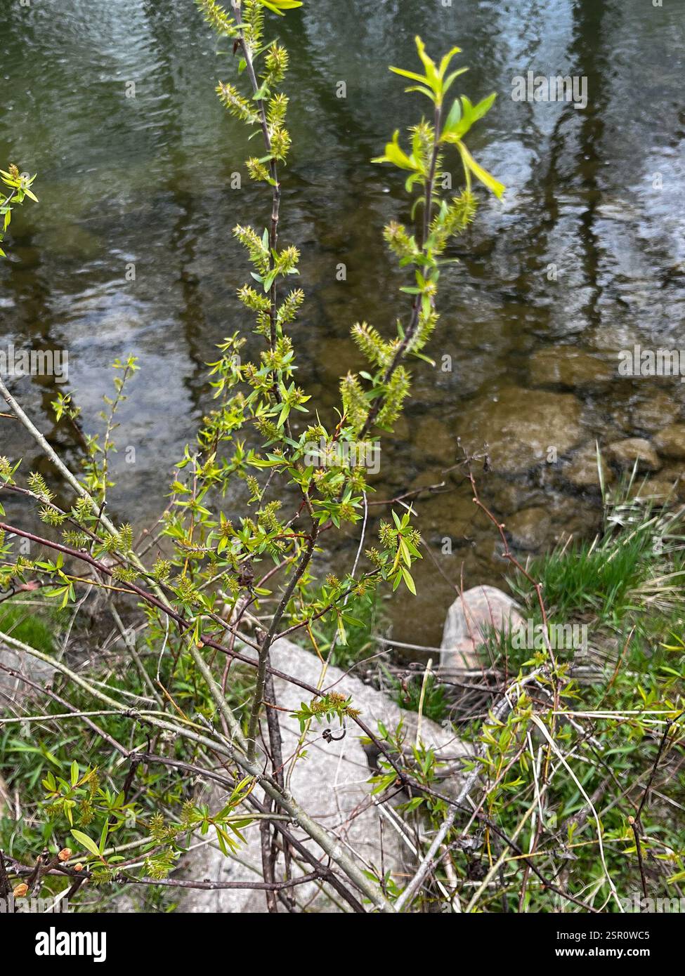 interior sandbar willow (Salix interior), Plantae, Medway Creek, London ...