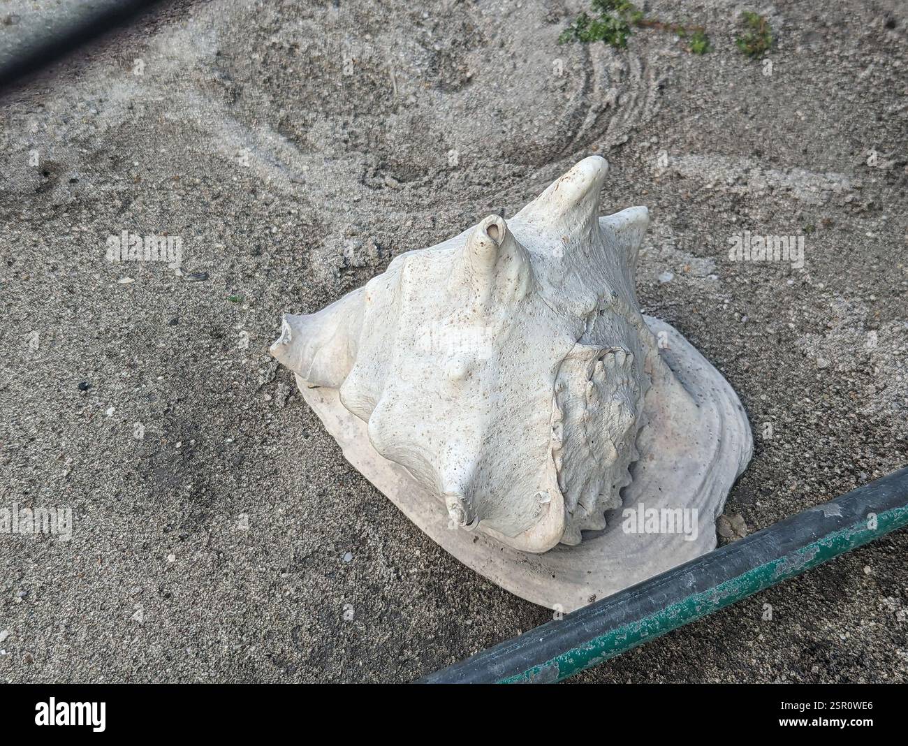 Horned Helmet Snail (Cassis cornuta), Mollusca, Maldives Stock Photo ...