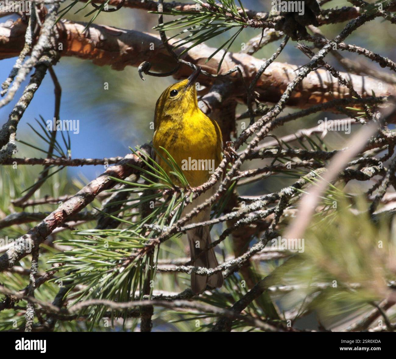 Pine Warbler (Setophaga pinus), Aves, Long Point Bird Observatory, Old ...