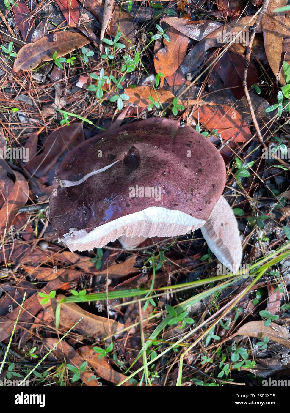 (Tylopilus), Fungi, Gloucester Avenue Trl, West Pymble, NSW, AU Stock ...
