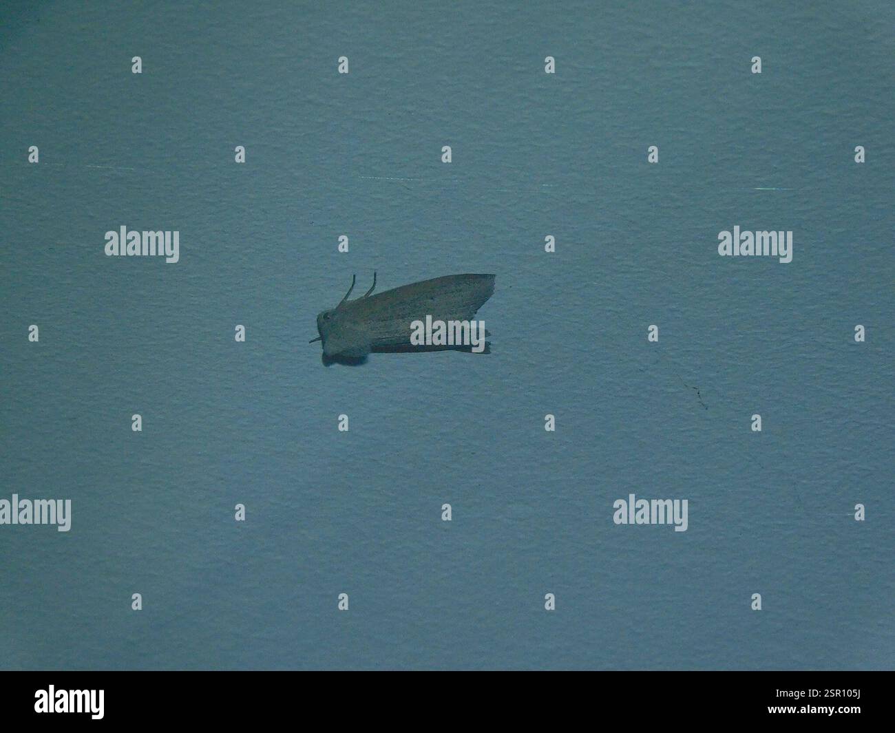 Chestnut-veined Crest-moth (Paralaea porphyrinaria), Insecta, Hobart ...