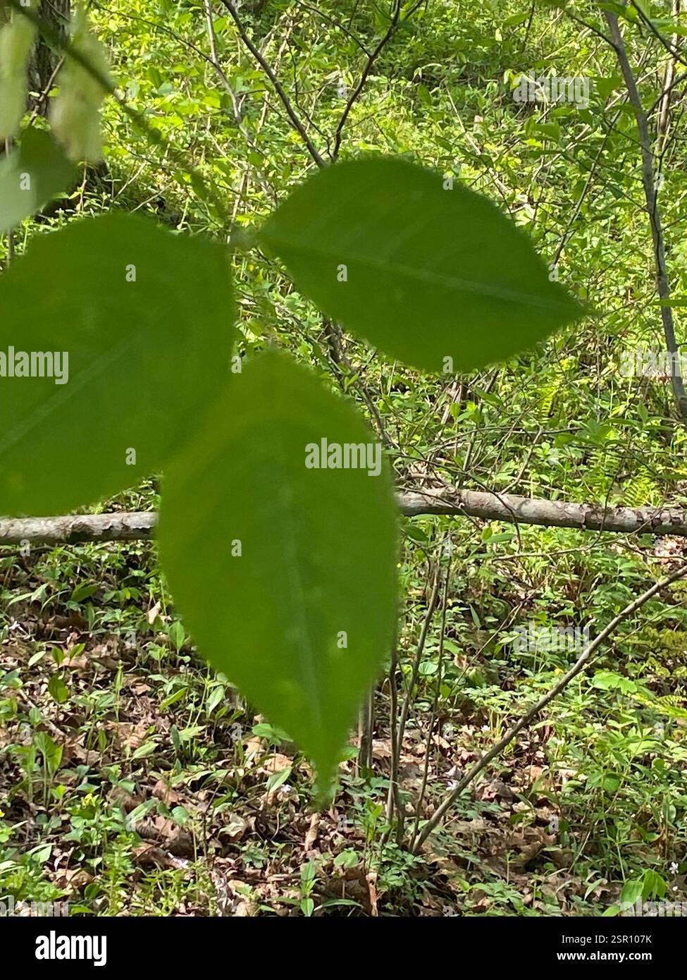 American bladdernut (Staphylea trifolia), Plantae, Buffalo National River, Jasper, AR, US Stock ...
