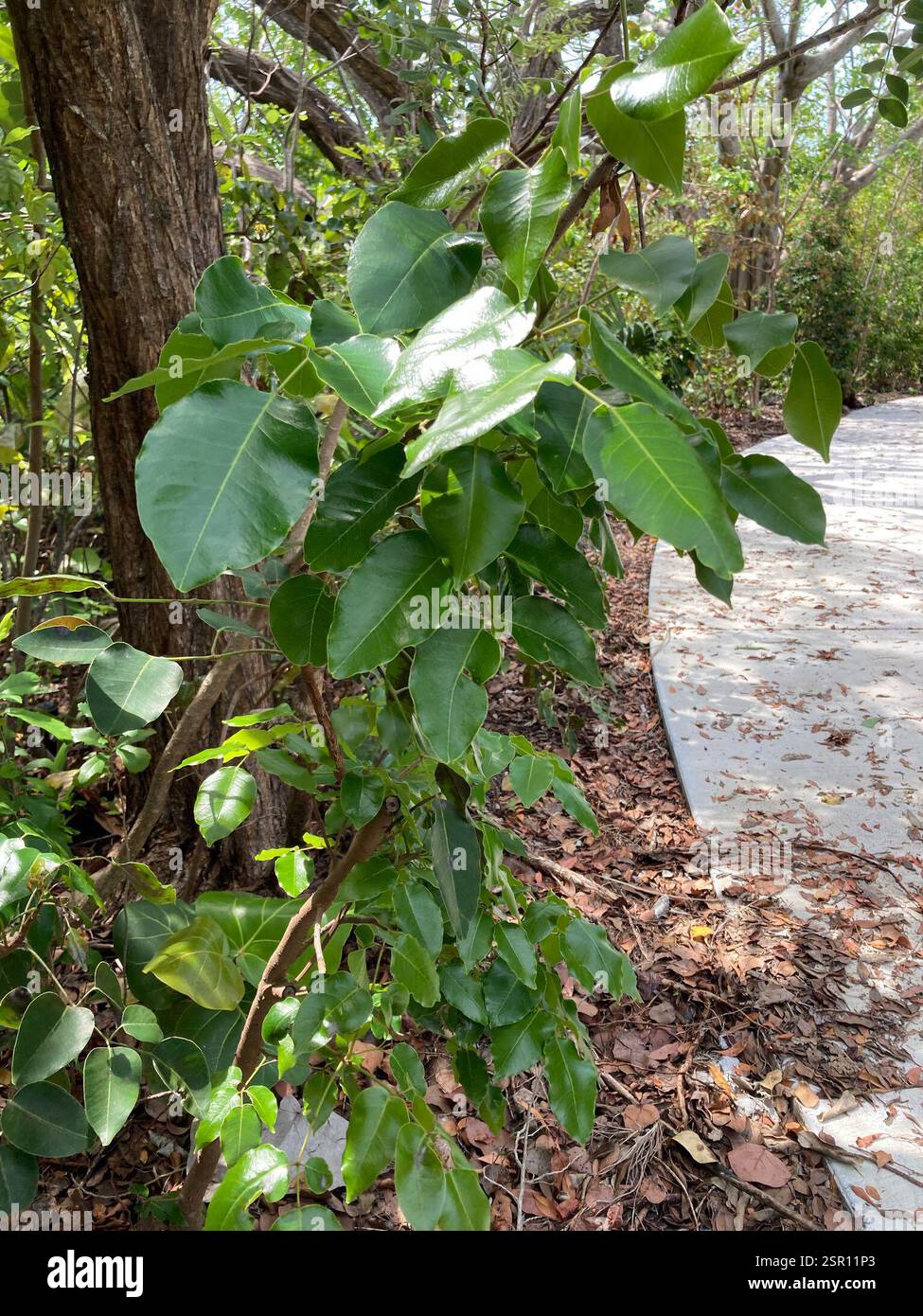 Poisonwood (Metopium toxiferum), Plantae, West Lake Park, Hollywood, FL ...