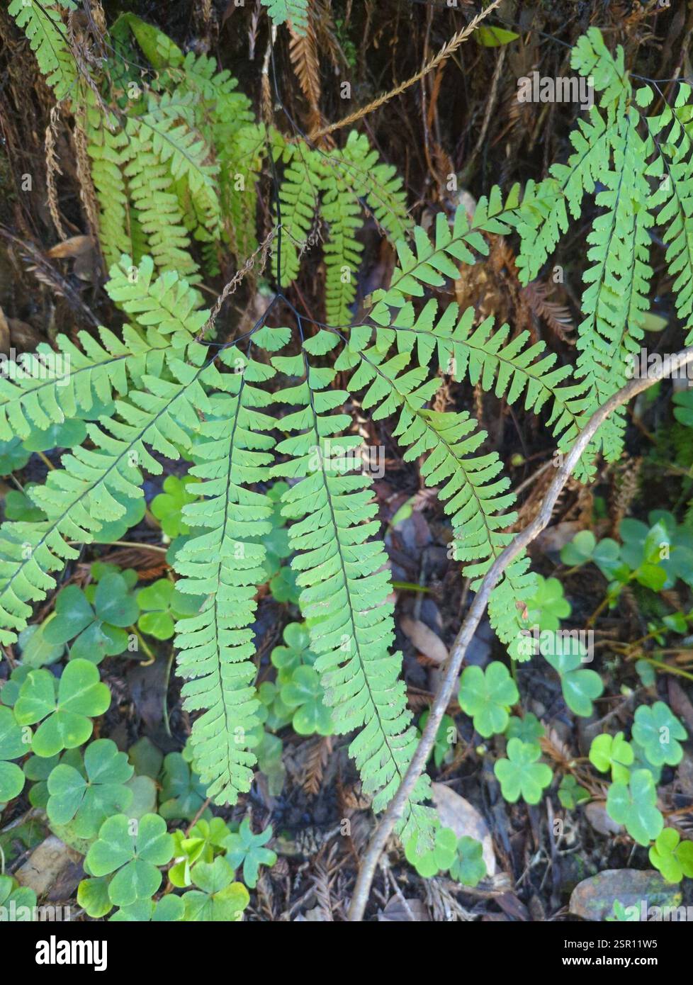 western maidenhair fern (Adiantum aleuticum), Plantae, Santa Cruz ...