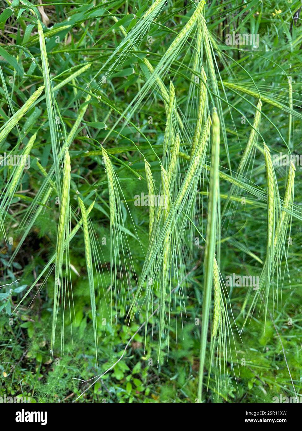 wild barley (Hordeum spontaneum), Plantae, Tel Gezer National Park ...