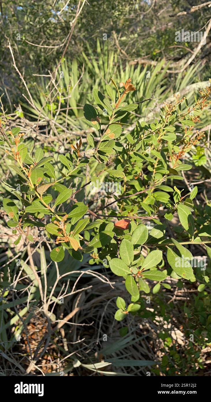 coastal plain staggerbush (Lyonia fruticosa), Plantae, Boca Raton Stock ...