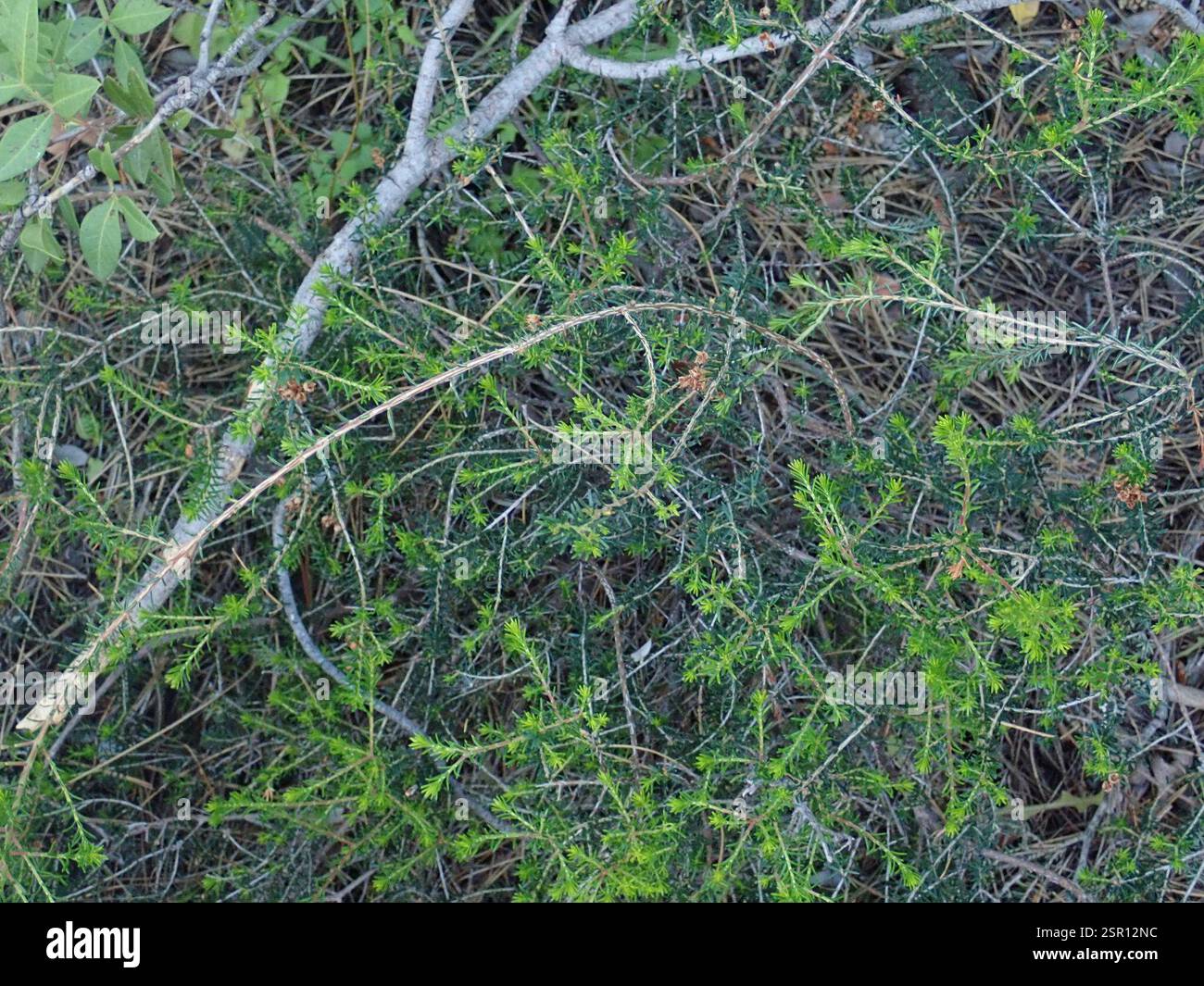 Autumn Heather (Erica manipuliflora), Plantae, Kapukargin Mh., Dalaman ...