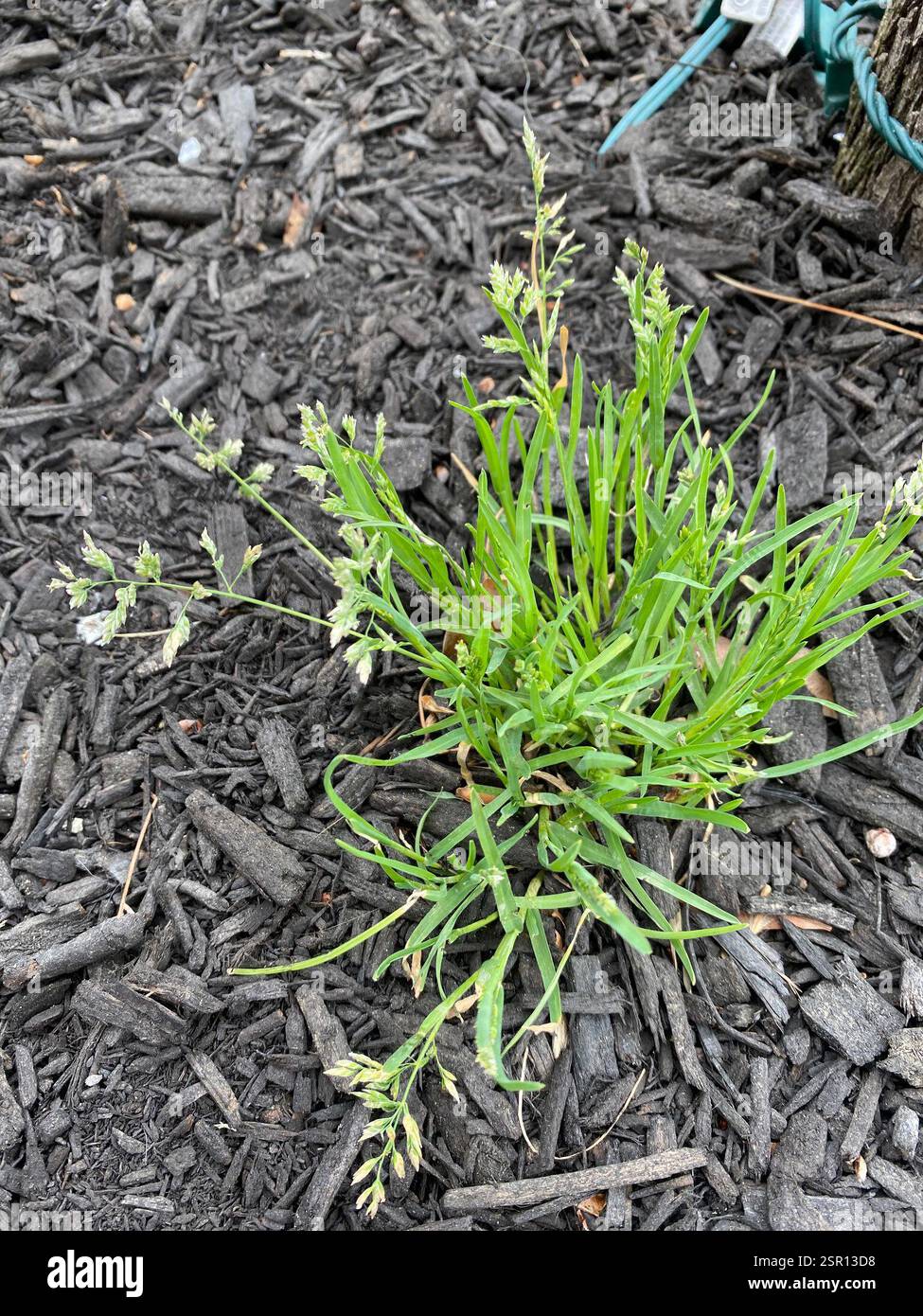 Meadow-grasses (Poa), Plantae, The Promenade Shops at Evergreen Walk ...