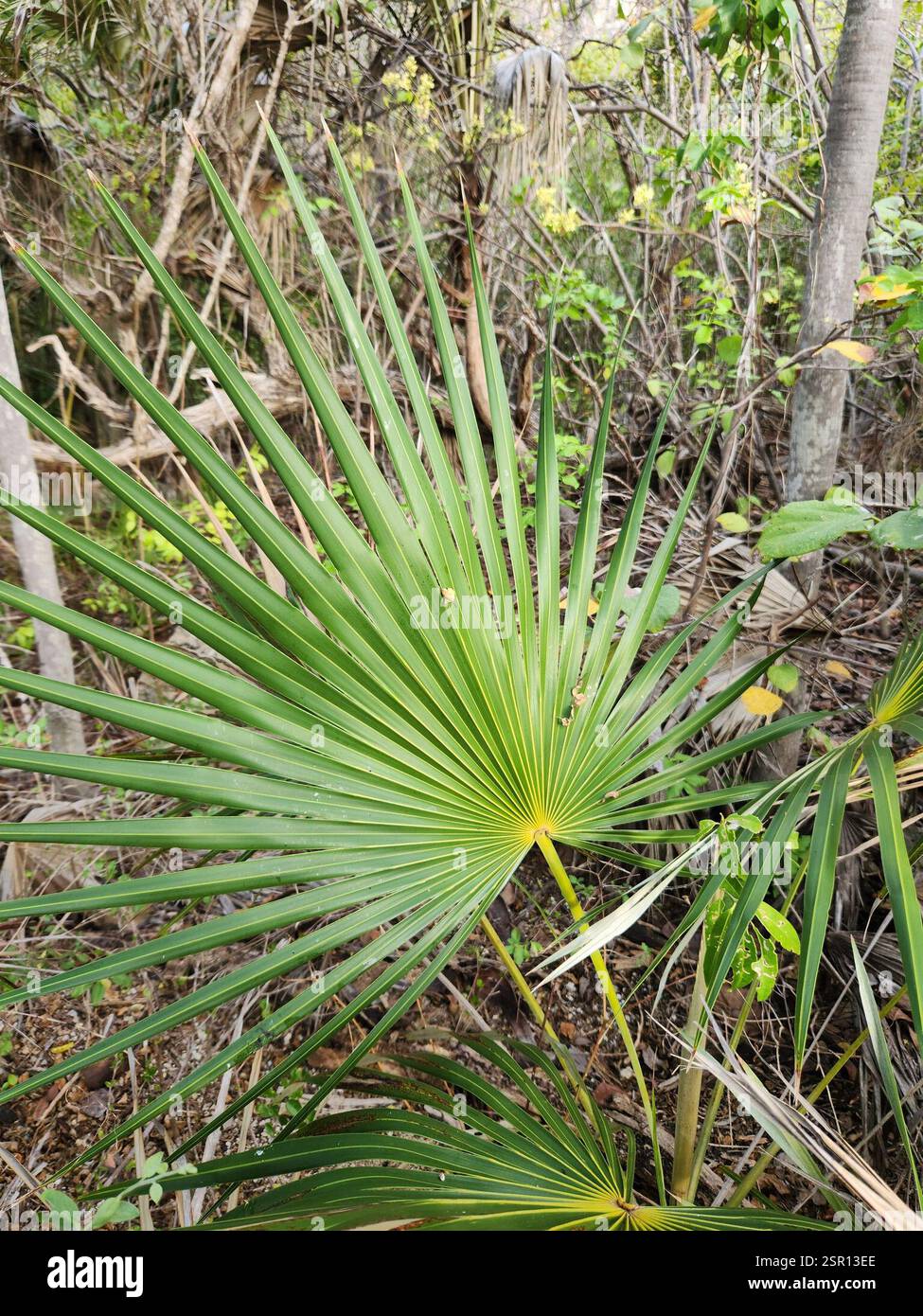 Cayman silver thatch palm (Coccothrinax proctorii), Plantae, 19. ...