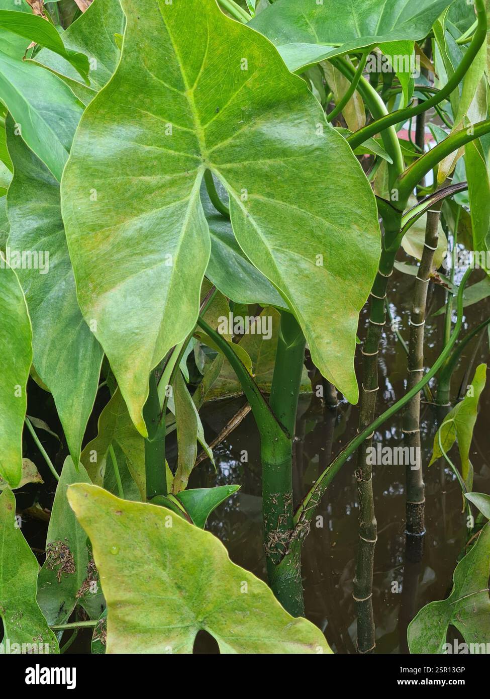 yautia madera (Montrichardia arborescens), Plantae, Rainville ...