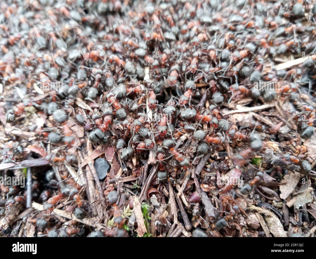 rufa-group Wood Ants (Formica rufa), Insecta, Pukhavichy, BY-MI, BY ...