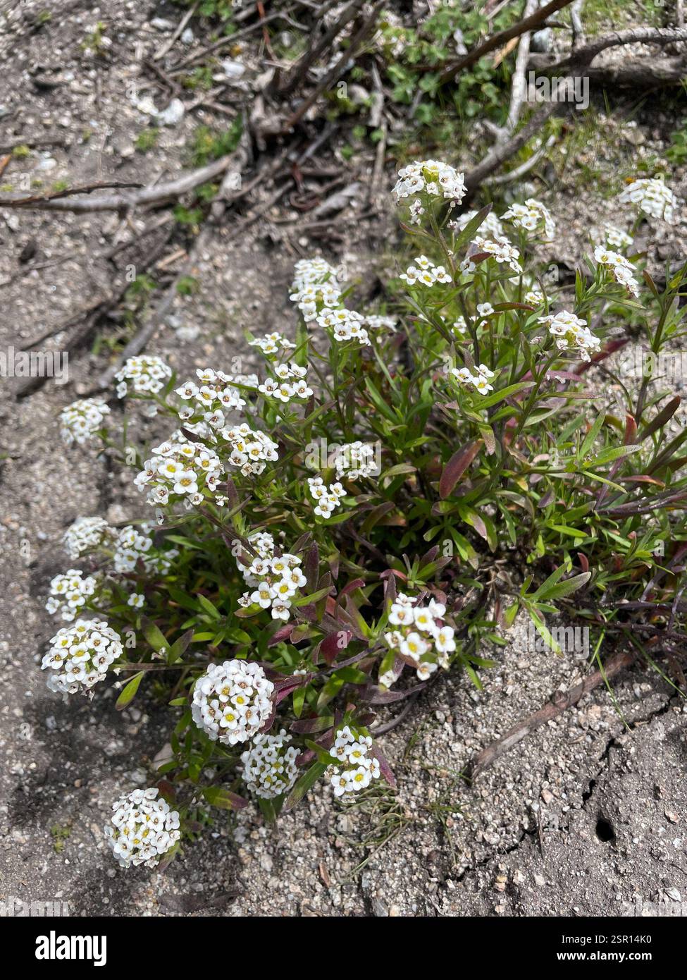 sweet alyssum (Lobularia maritima), Plantae, Half Moon Bay State Beach ...