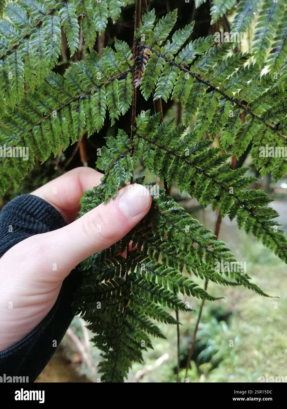 golden tree fern (Dicksonia fibrosa), Plantae, 7886, New Zealand Stock ...