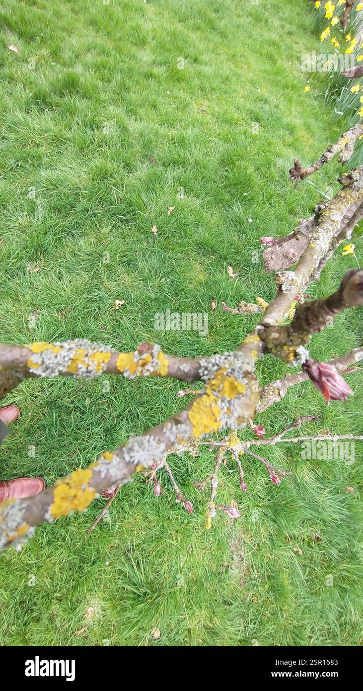 Common Sunburst Lichen (Xanthoria parietina), Fungi, St Michael Road ...