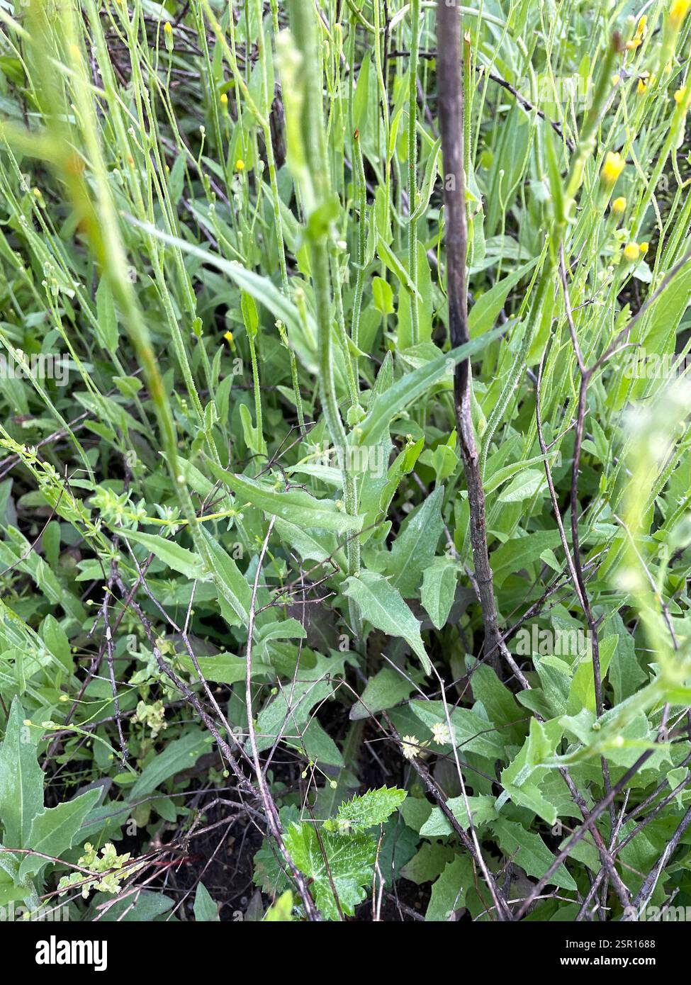 Small-flower Hawk's-beard (Crepis pulchra), Plantae, Temple, TX, US ...