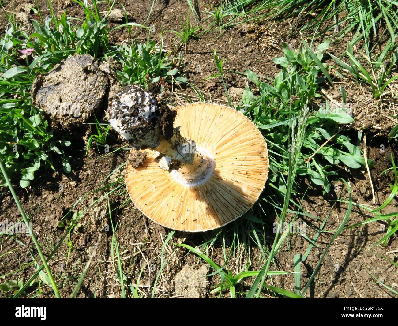White Dapperling (Leucoagaricus leucothites), Fungi, uMgungundlovu ...