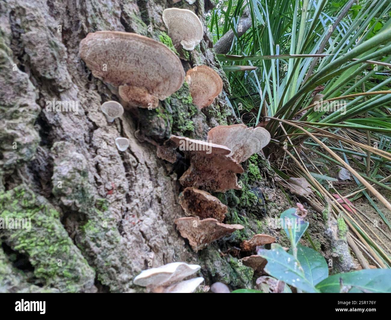 shelf fungi (Polyporales), Fungi, Bellmere QLD 4510, Australia Stock ...