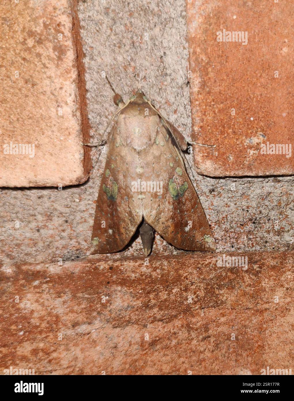 Juquitiba hi-res stock photography and images - Alamy