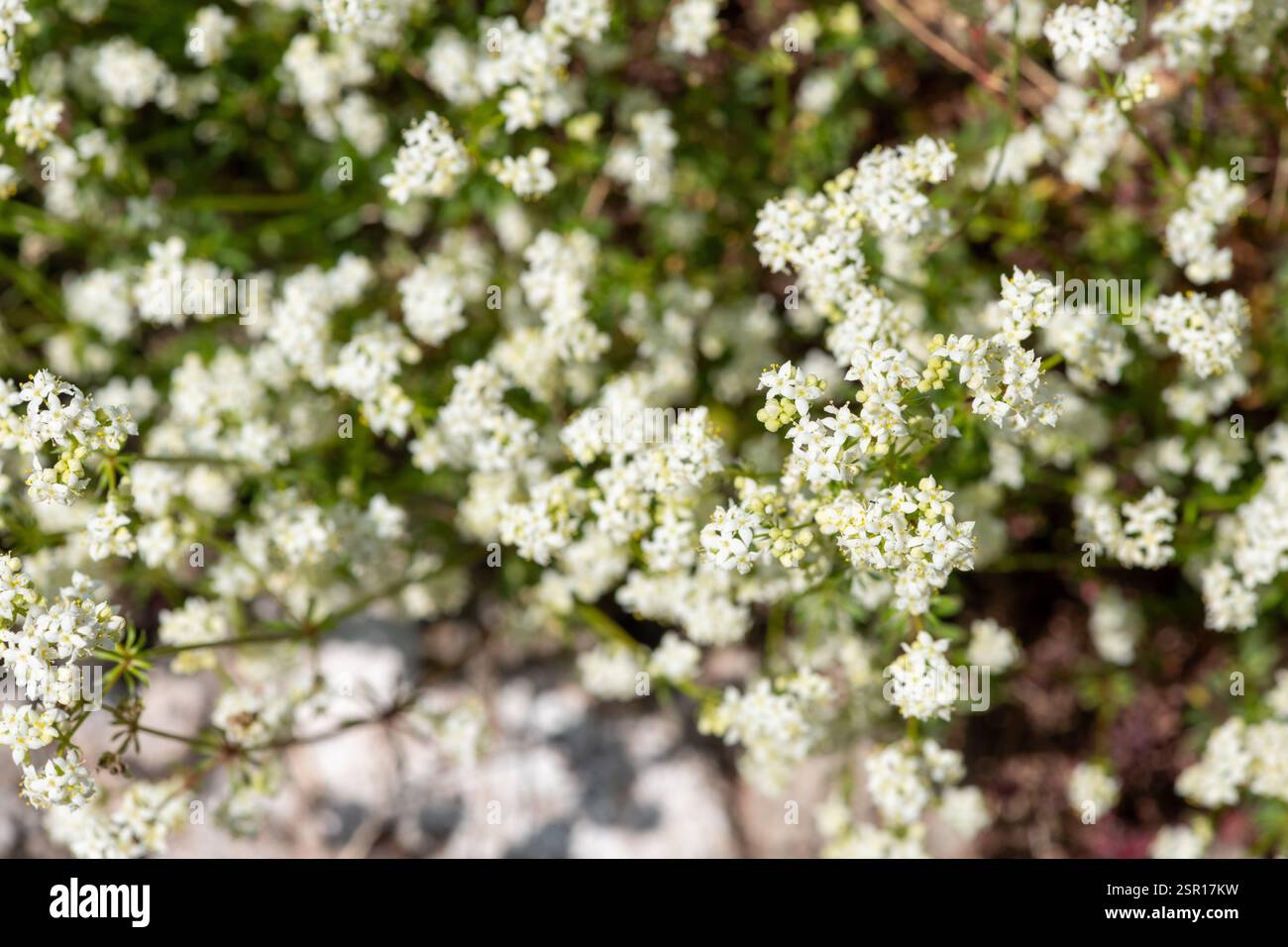 Heath bedstraw (galium saxatile) flowers in bloom Stock Photo - Alamy