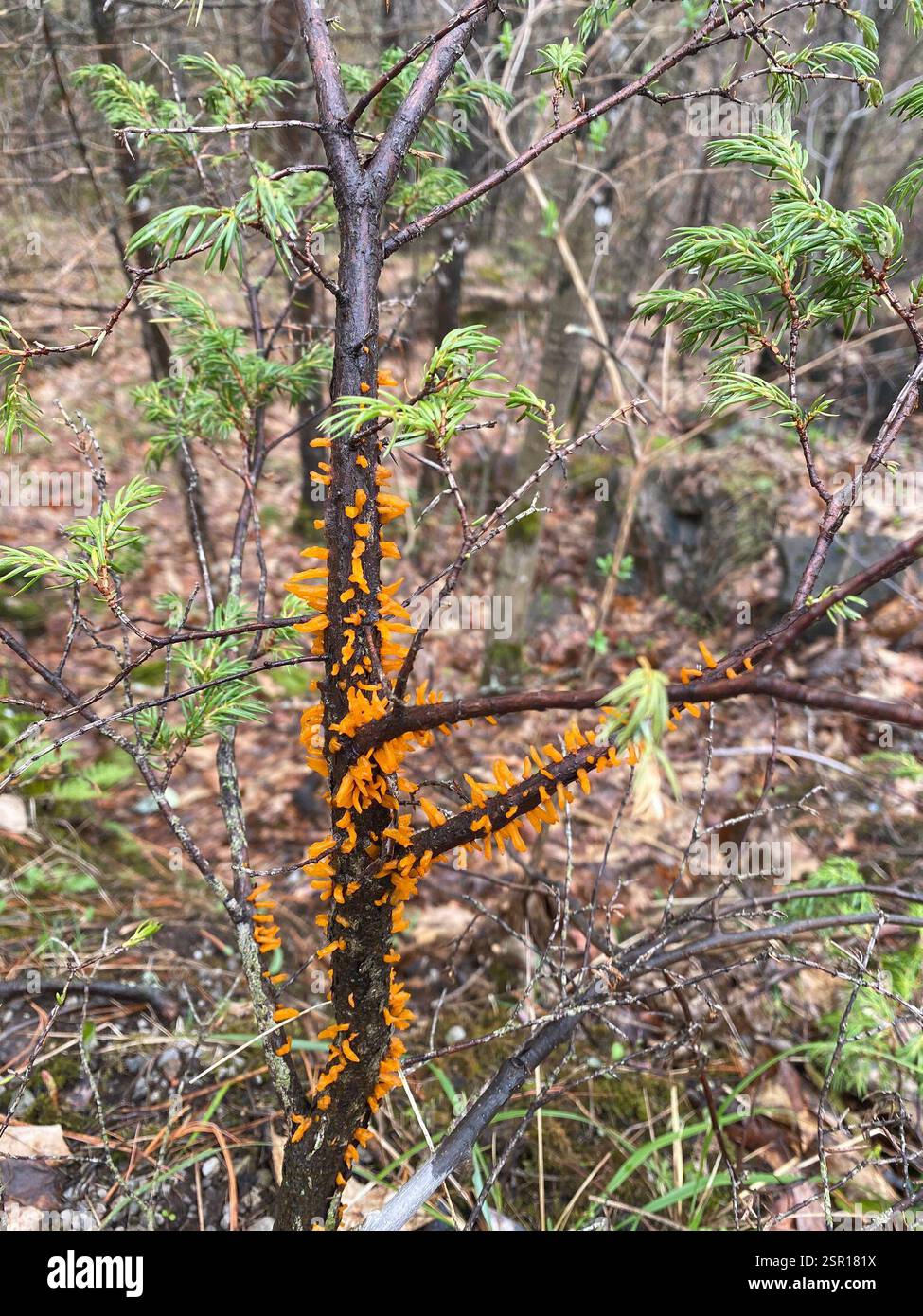 tongues of fire (Gymnosporangium clavariiforme), Fungi, Tedford Dr ...
