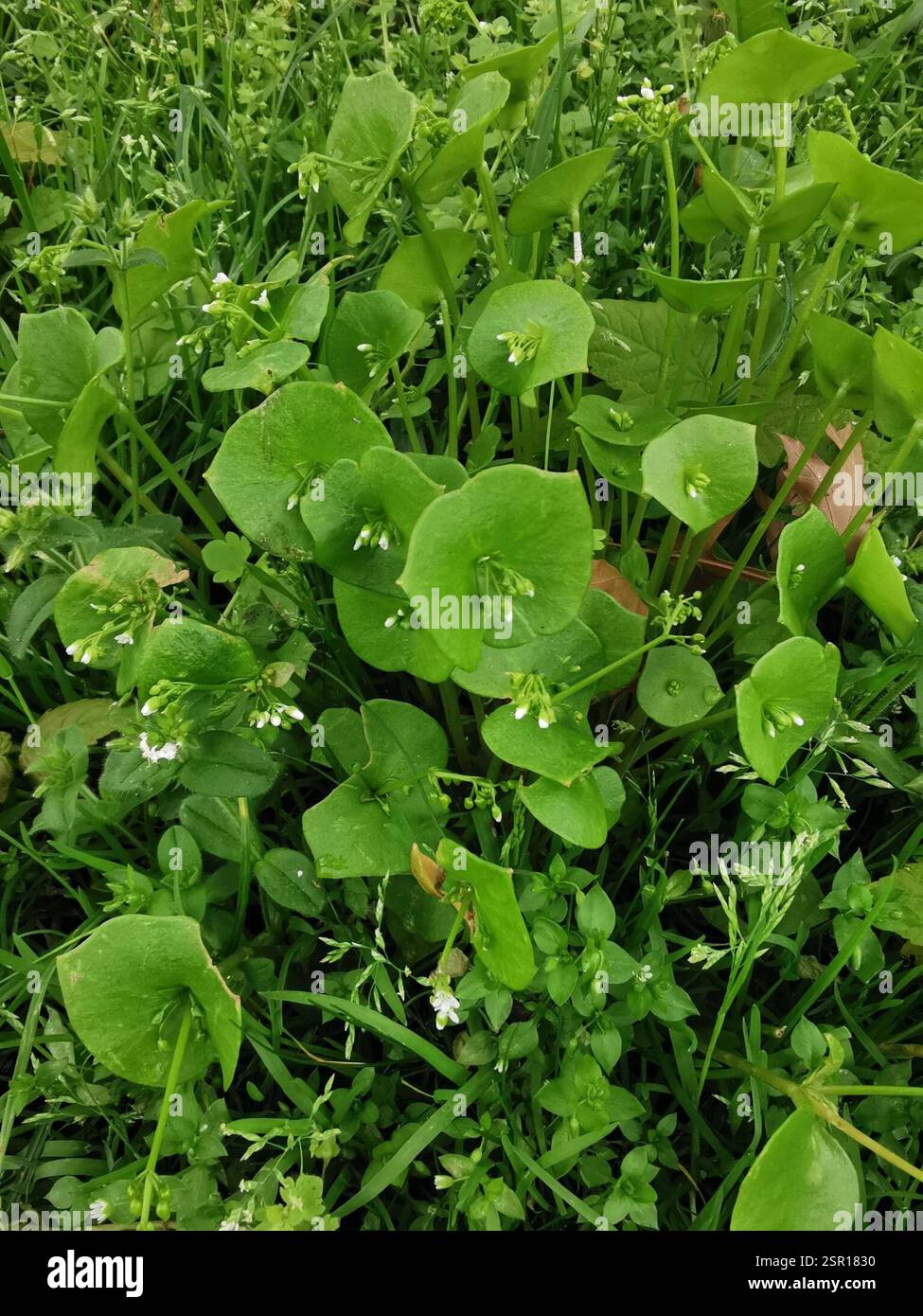 miner's lettuce (Claytonia perfoliata), Plantae, Arthur Lewis Building, Manchester, UK Stock ...