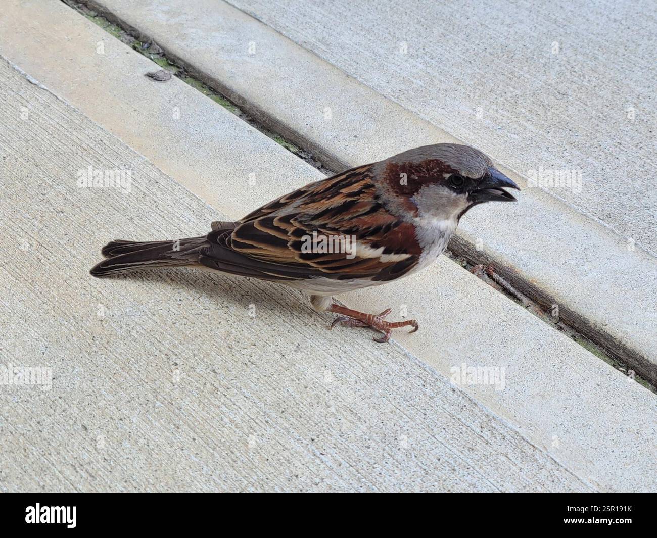 House Sparrow (Passer domesticus), Aves, Connecticut, US, It tried to ...