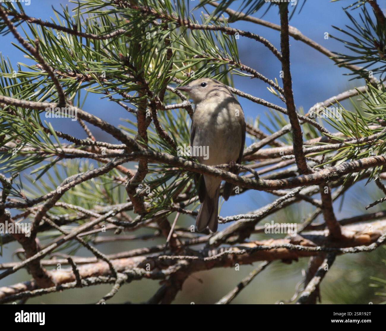 Pine Warbler (Setophaga pinus), Aves, Long Point Bird Observatory, Old ...