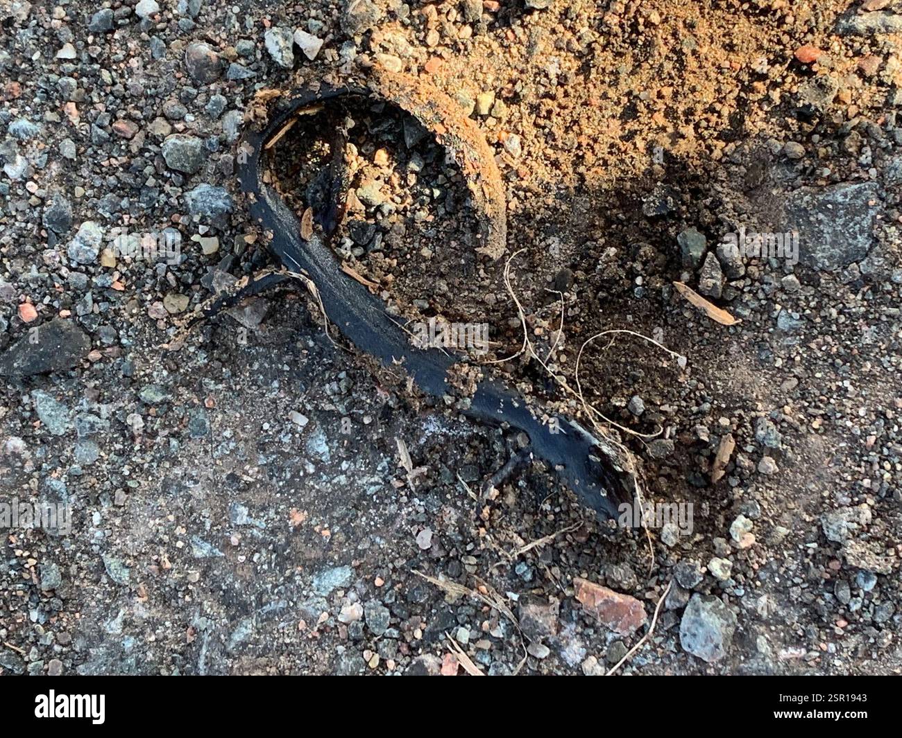 Spotted Salamander (Ambystoma maculatum), Amphibia, Water Treatment ...