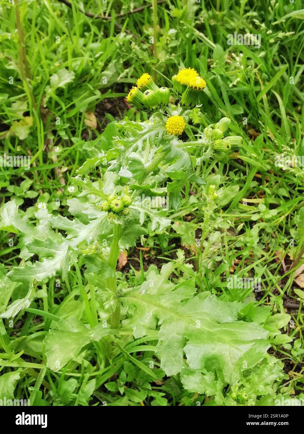 common groundsel (Senecio vulgaris), Plantae, Northern Quarter ...