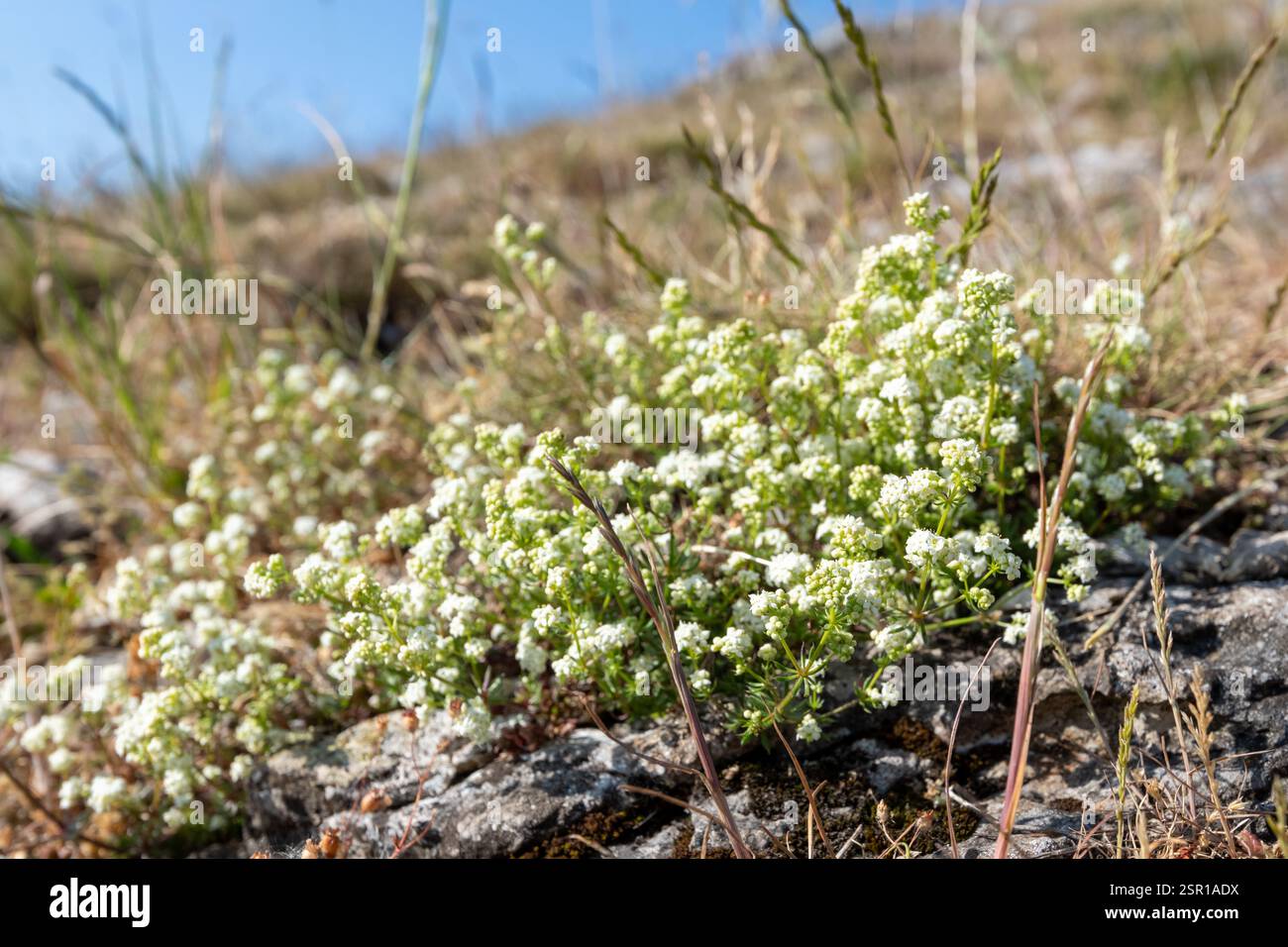 Heath bedstraw (galium saxatile) flowers in bloom Stock Photo - Alamy