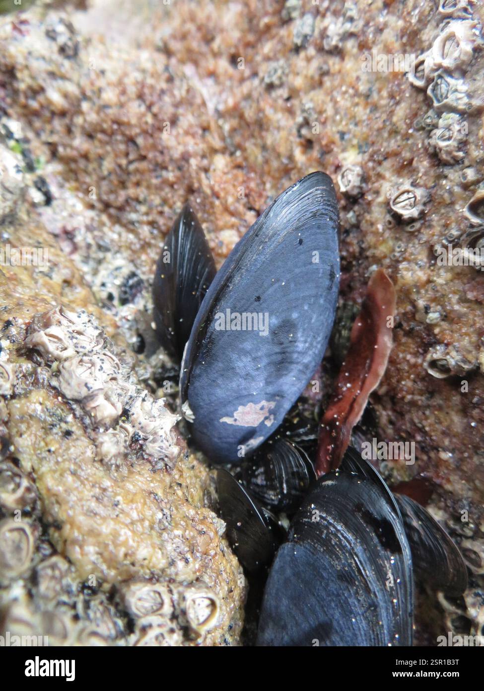 Tasmanian Blue Mussel (Mytilus planulatus), Mollusca, Butterfield Beach ...