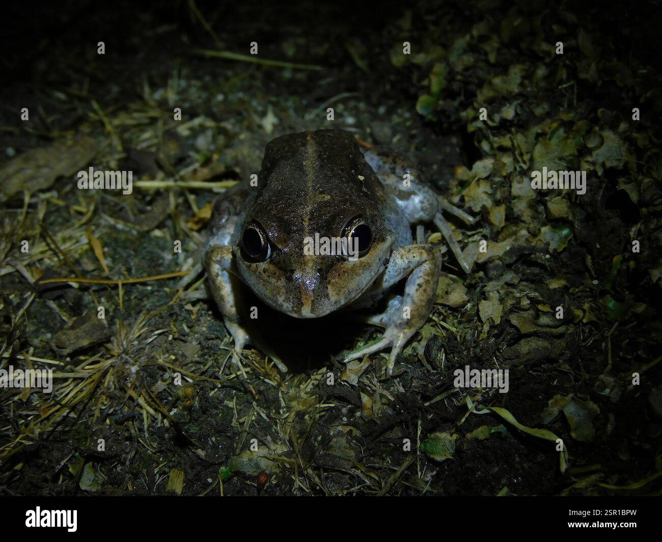 Eastern Banjo Frog (Limnodynastes dumerilii), Amphibia, Beauty Point ...