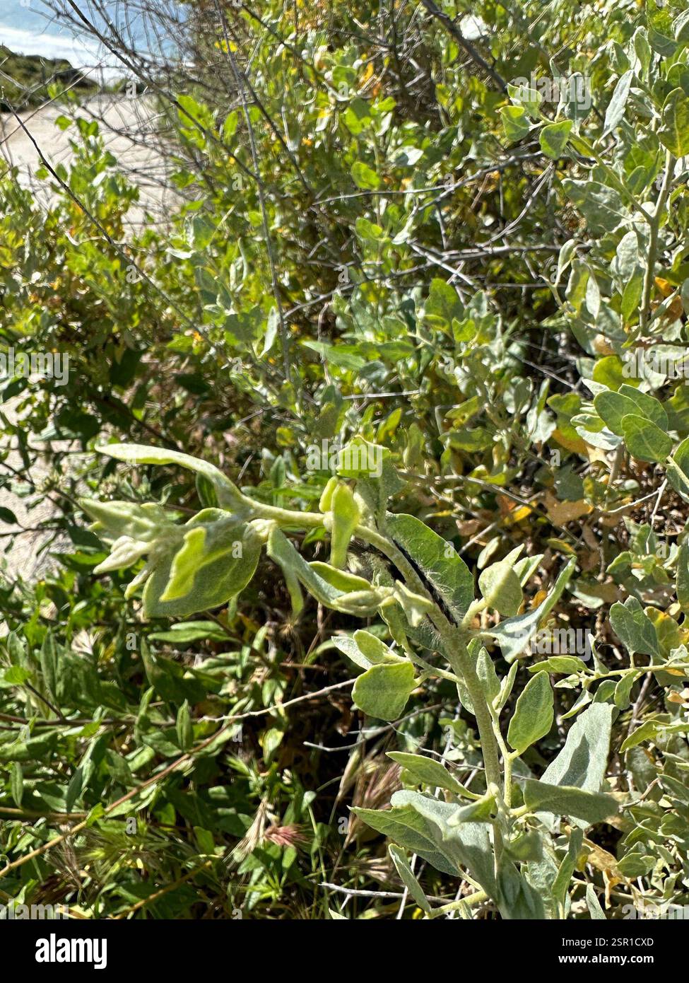 big saltbush (Atriplex lentiformis), Plantae, Crystal Cove State Park ...