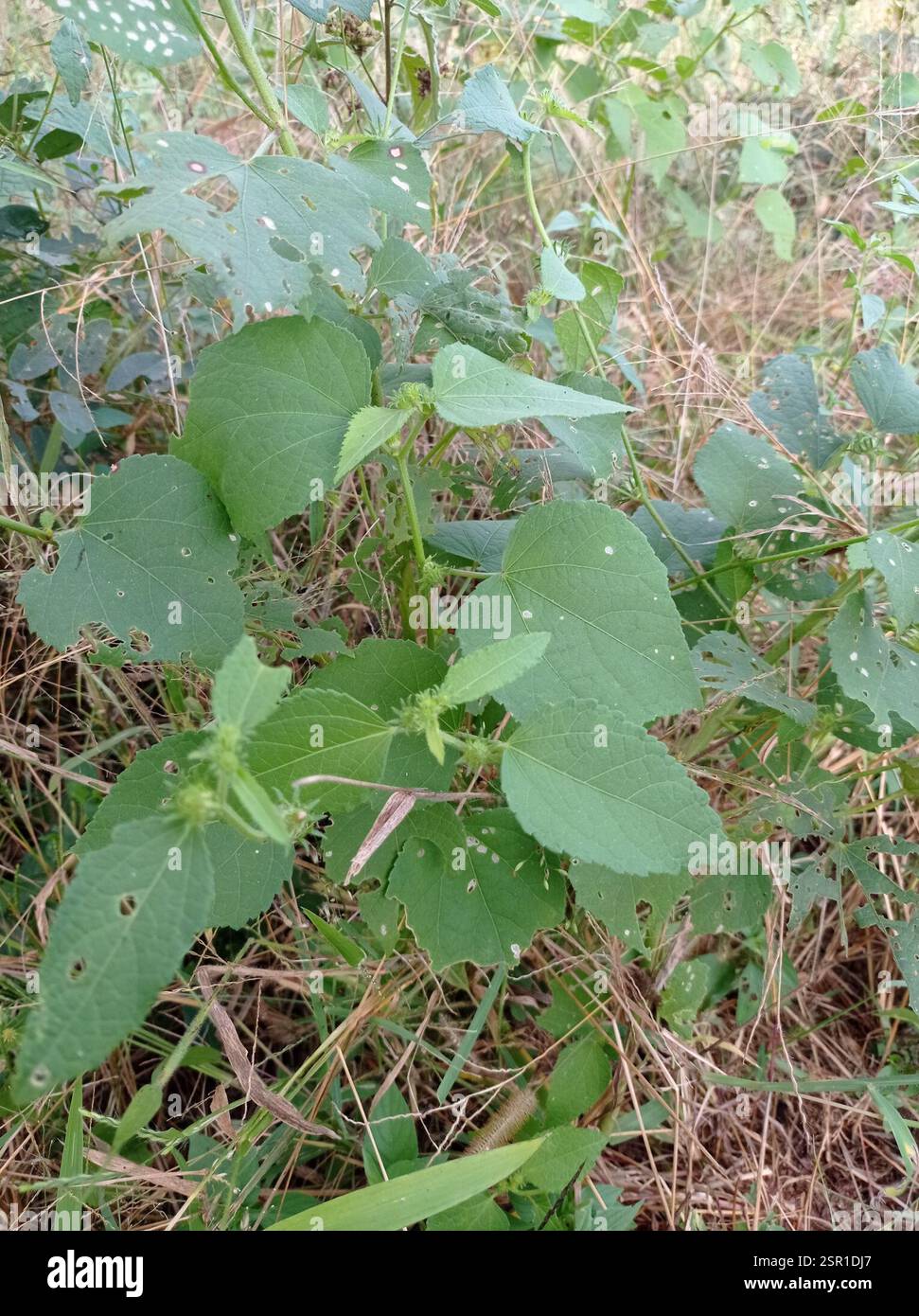 hibiscuses (Hibiscus), Plantae, Chuo cha Ualimu Vikonje, Tanzania Stock ...