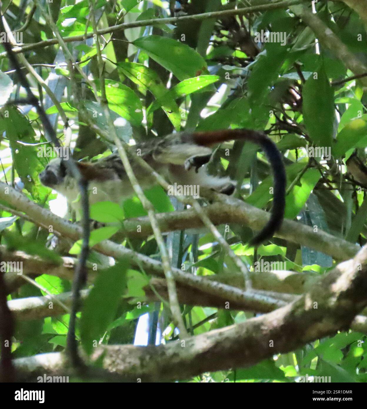 Central American White-faced Capuchin (Cebus imitator), Mammalia ...