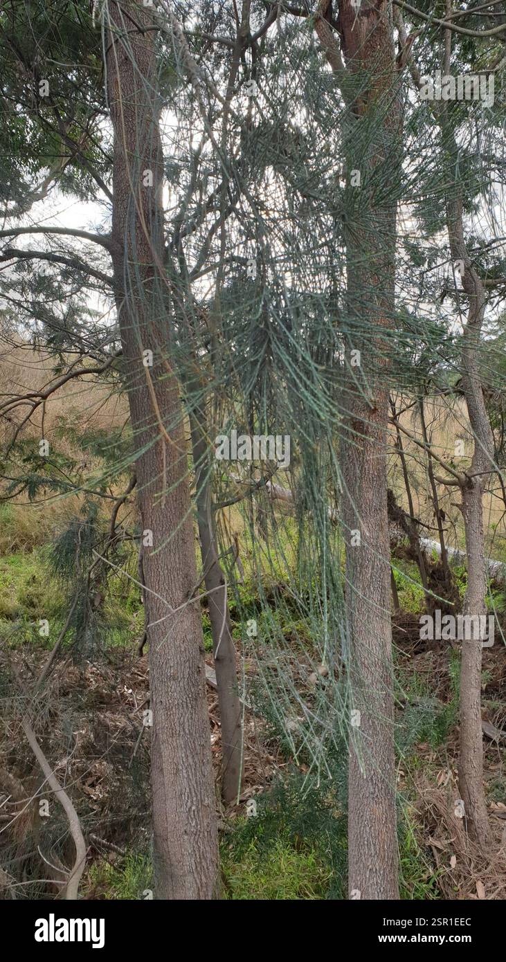 Drooping She-oak (Allocasuarina verticillata), Plantae, Wildwood VIC ...