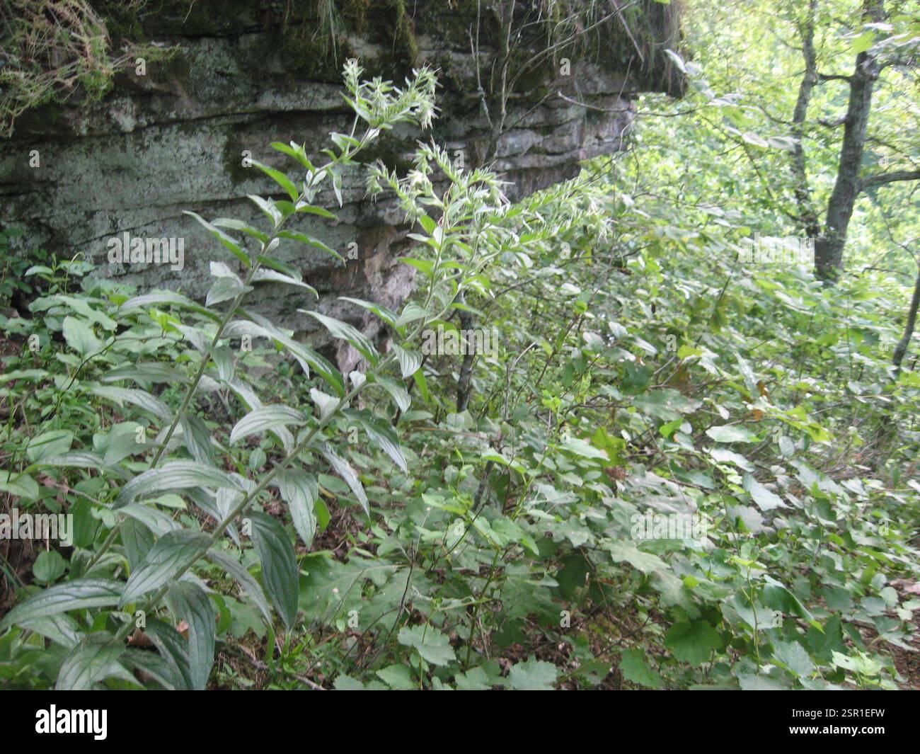 false gromwell (Lithospermum parviflorum), Plantae, Franklin County, KY ...
