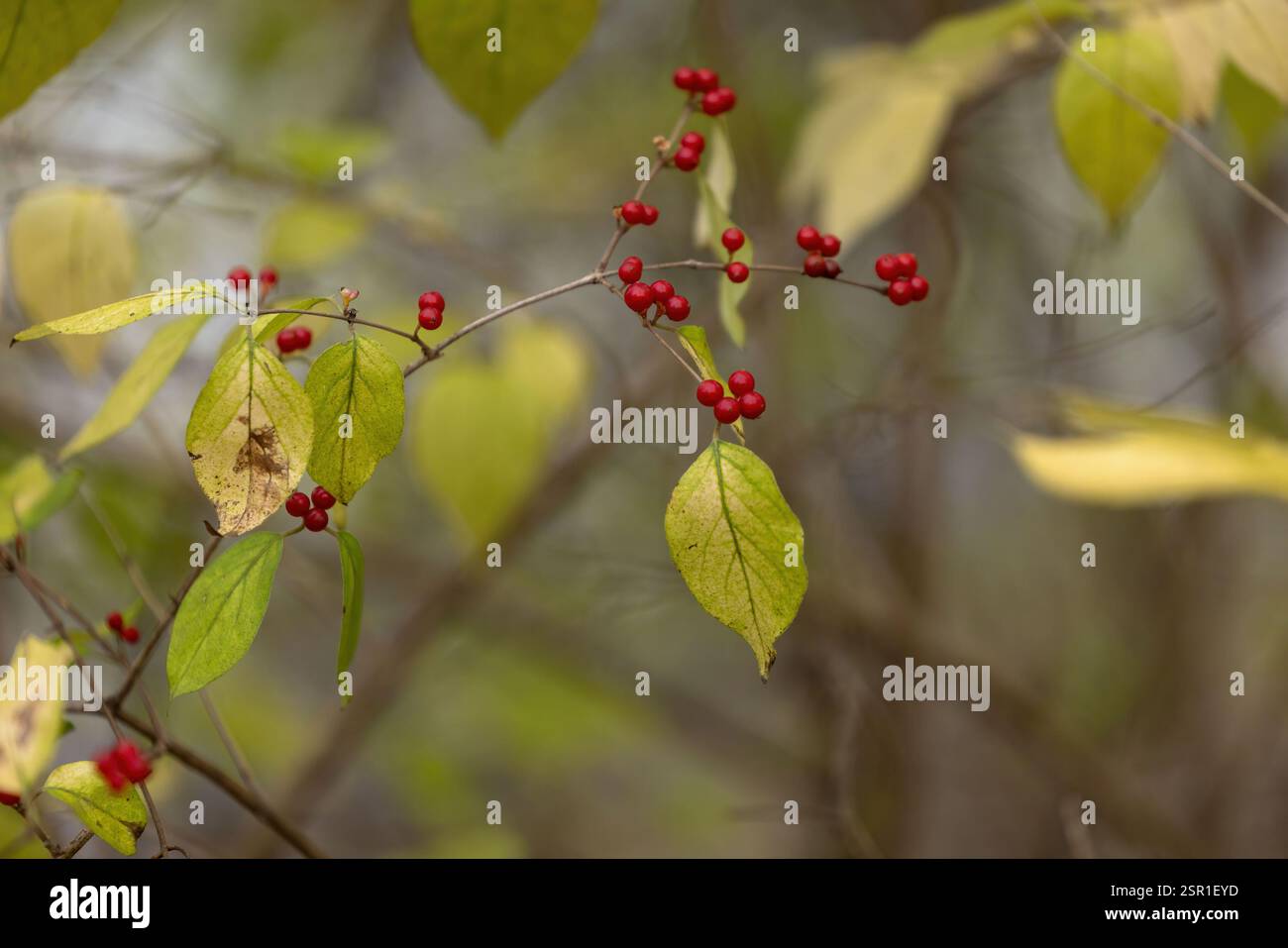 Bright red berries on Amur honeysuckle bush with yellow and green ...