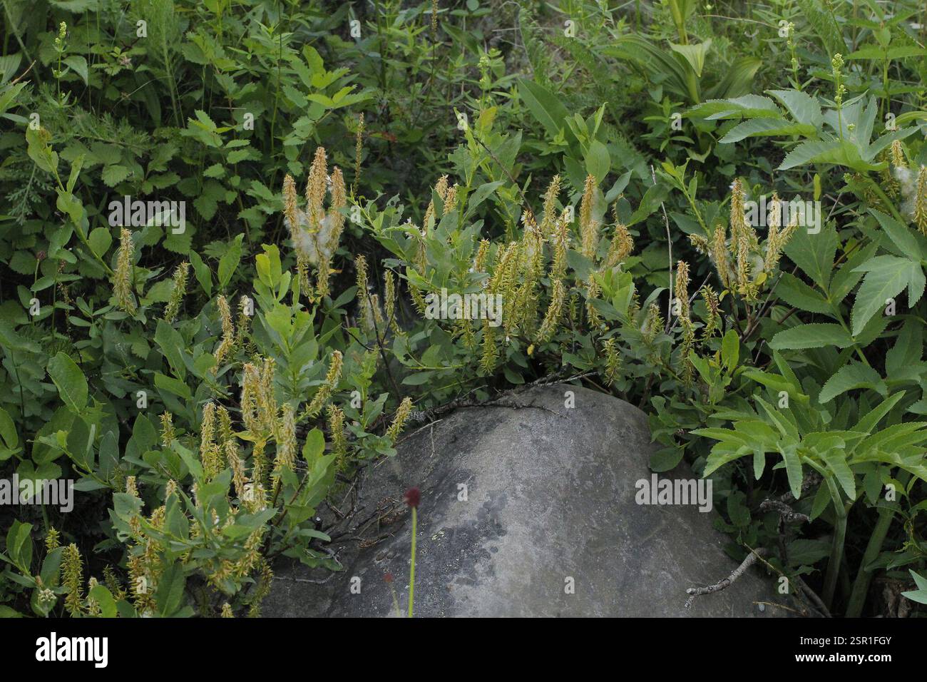 Halberd Willow (Salix hastata), Plantae, г. Воркута, Респ. Коми, Россия ...